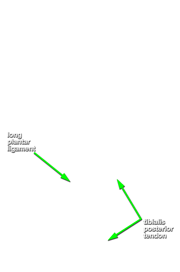 Lower Extremities