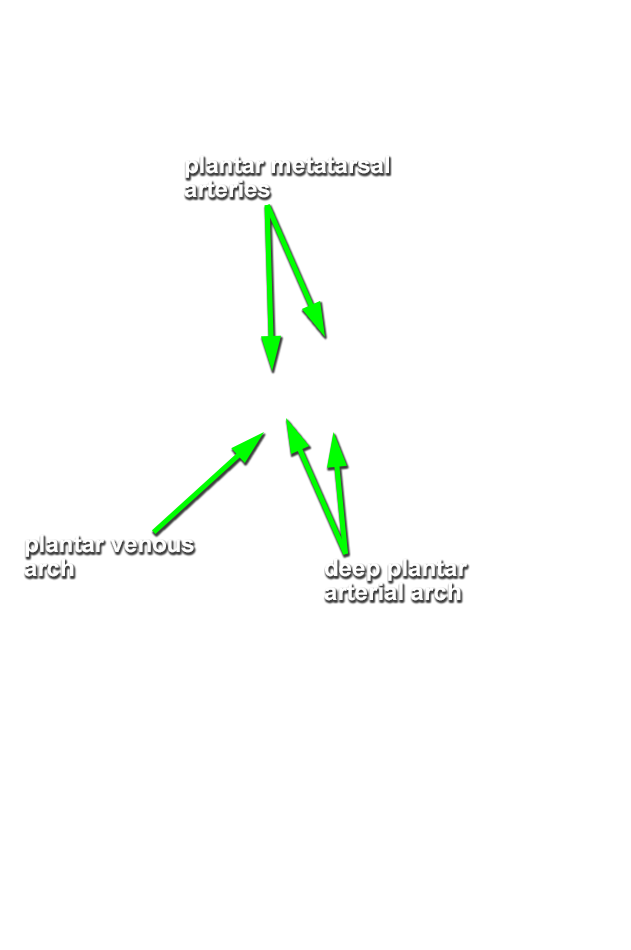 Lower Extremities